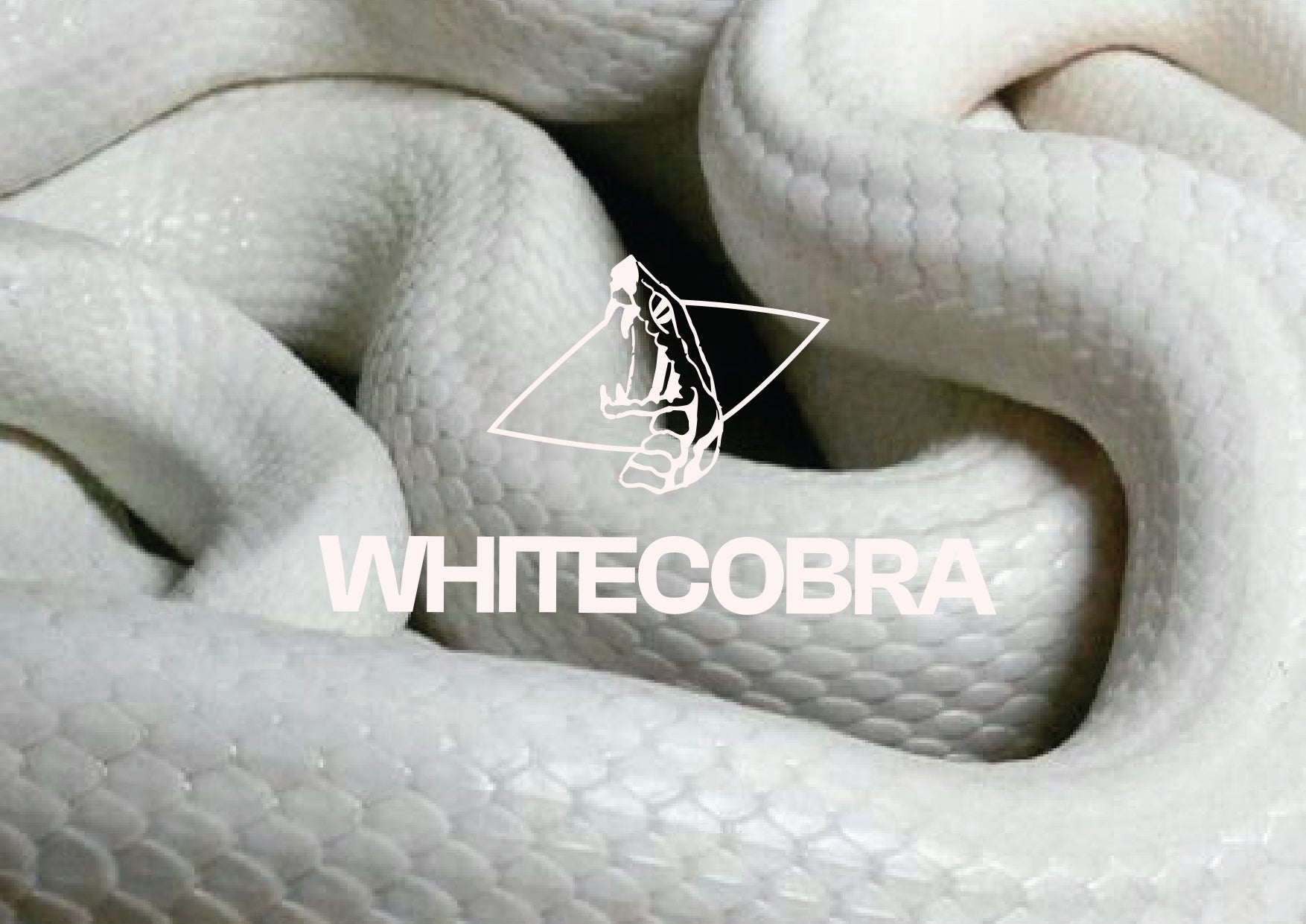 White Cobra